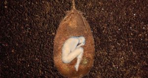 Burial Pod Coffins that grow more trees.. not cut them down