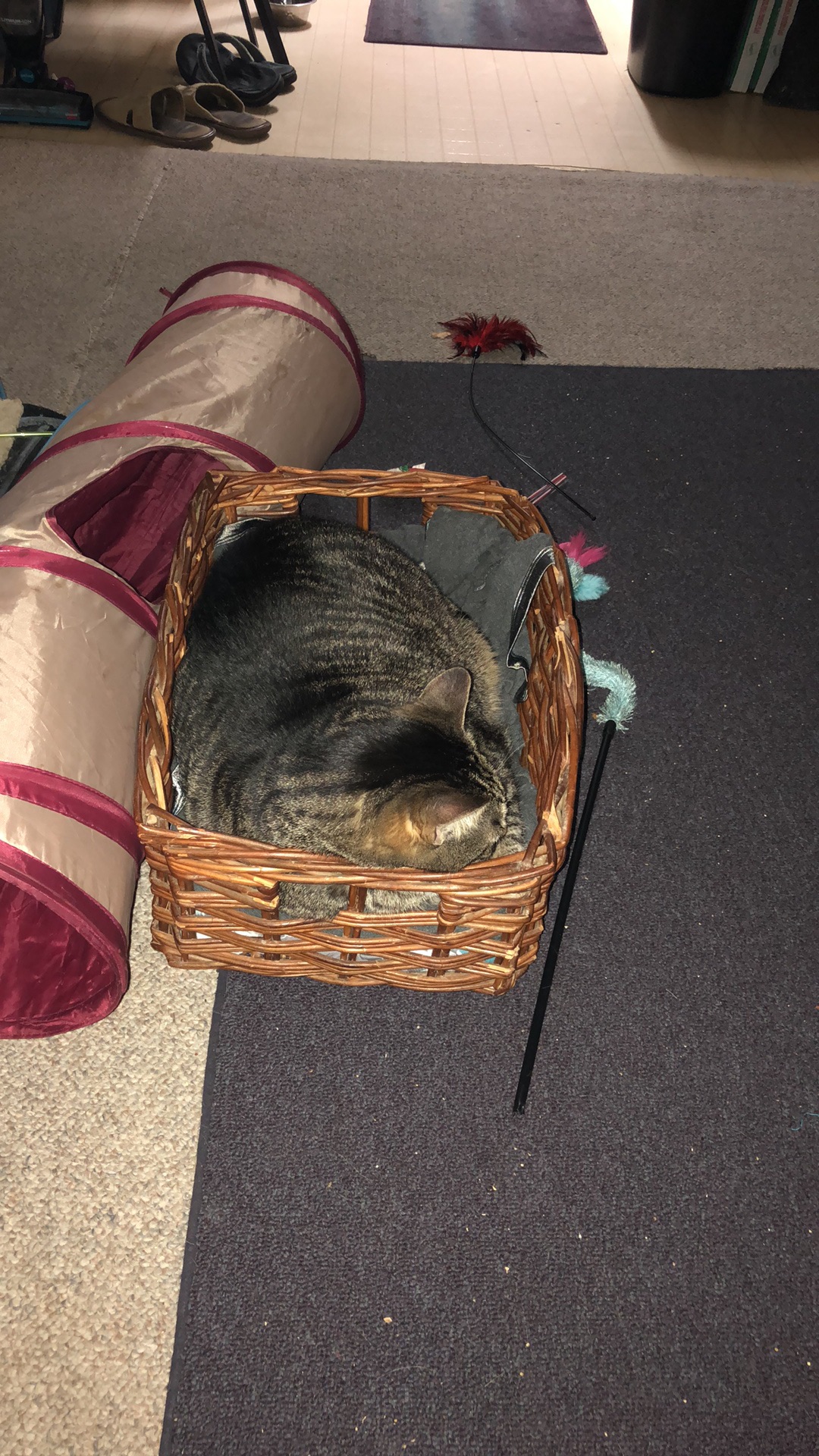 Grieving Cat Gets "Memory Basket" After Mom's Death | Connecting Directors